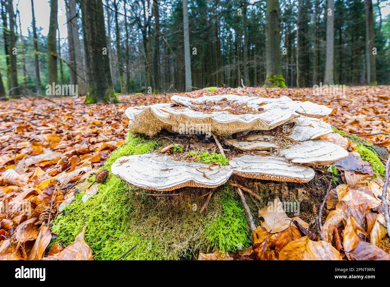 Mushroom shaped tree hi-res stock photography and images - Alamy