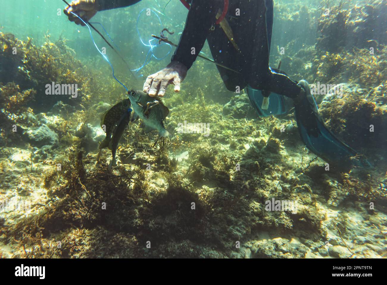 Local Malagasy fisherman in black wetsuit and snorkel catching fish ...
