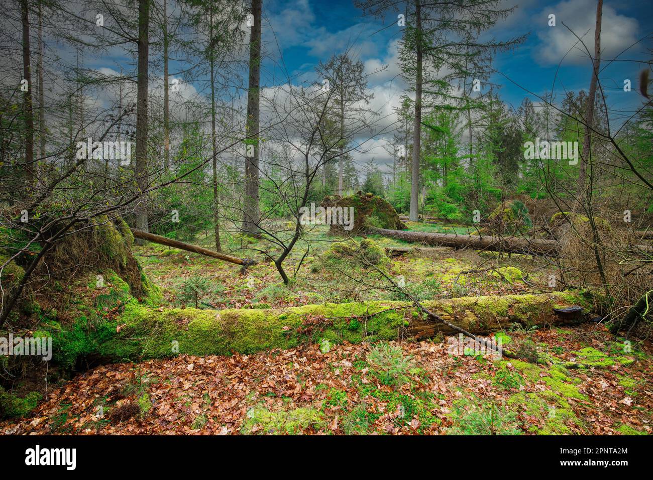 Forest landscape with fallen dead trees with clods overgrown with ...