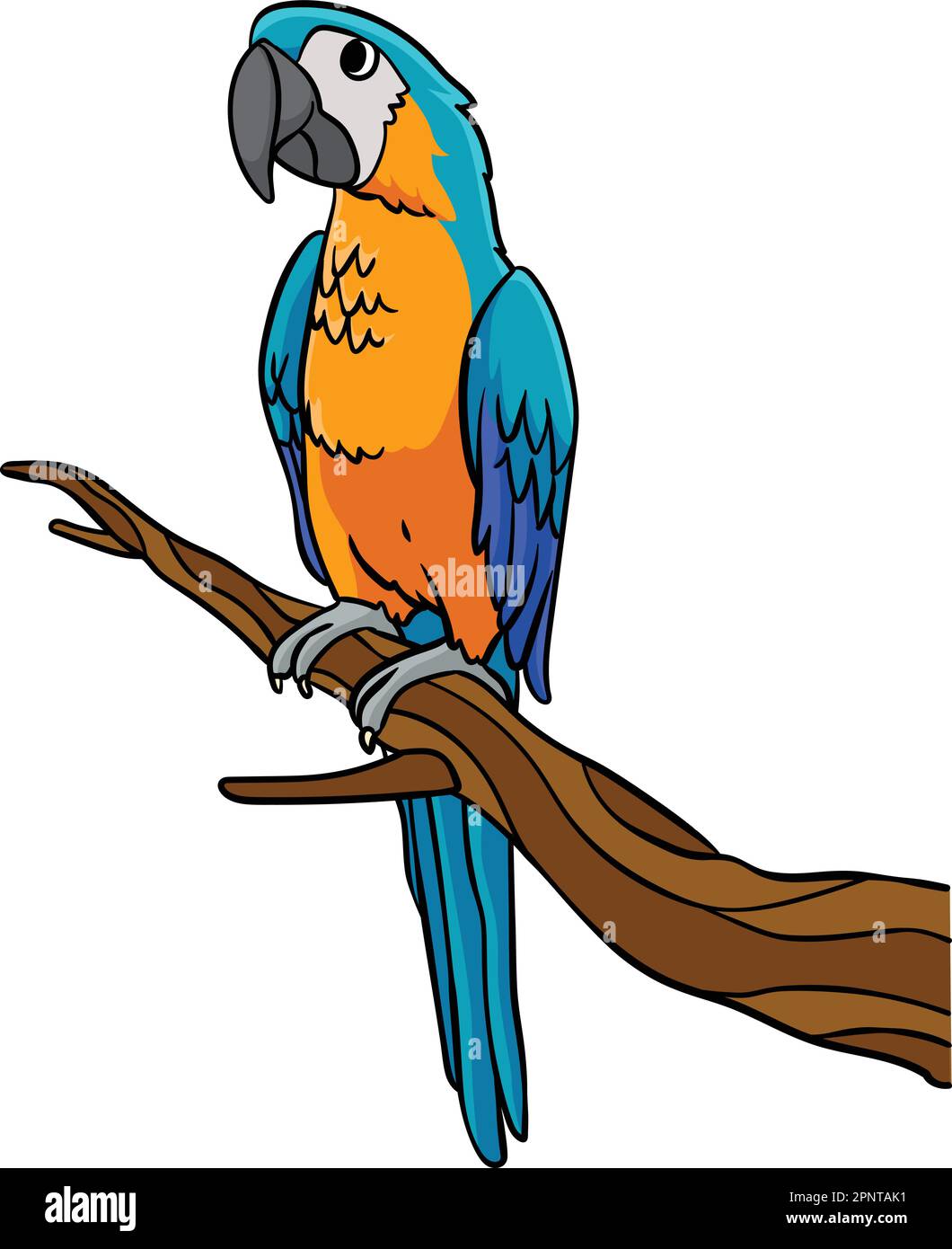 Baby Parrot Clipart Image