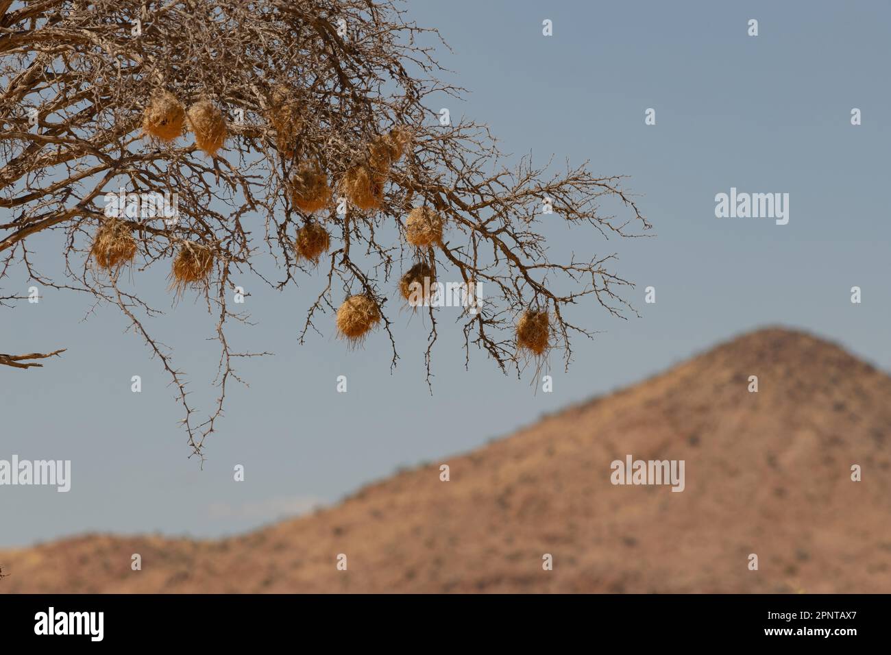weaver bird nests with a mountain in the background, Namibia Stock ...