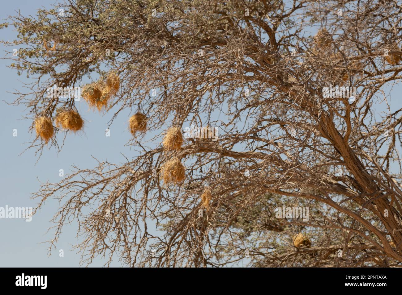 Beautiful bird nests hi-res stock photography and images - Alamy