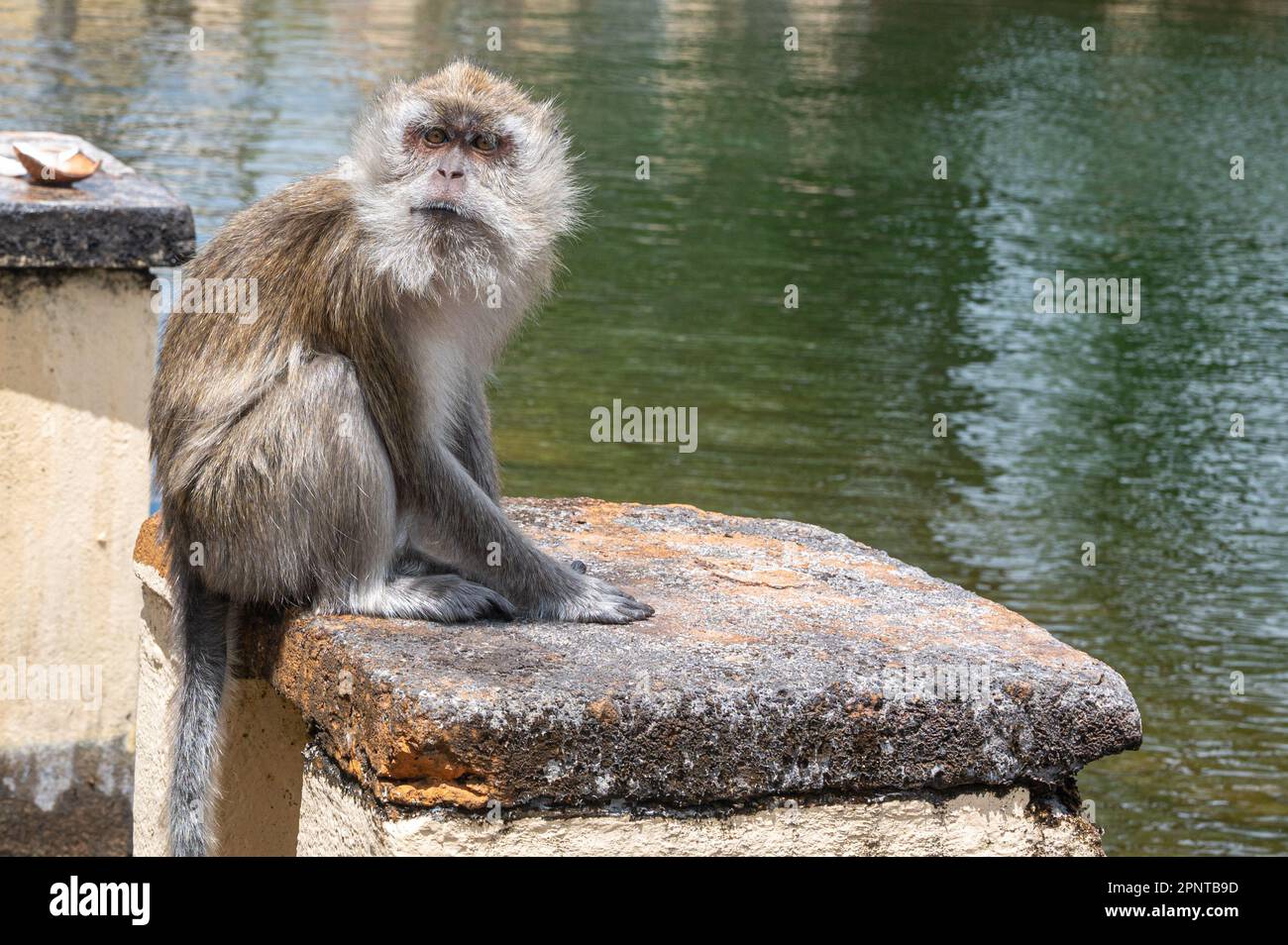 Wild monkey at Ganga Talao Temple, Grand Bassin, Black River Gorges ...
