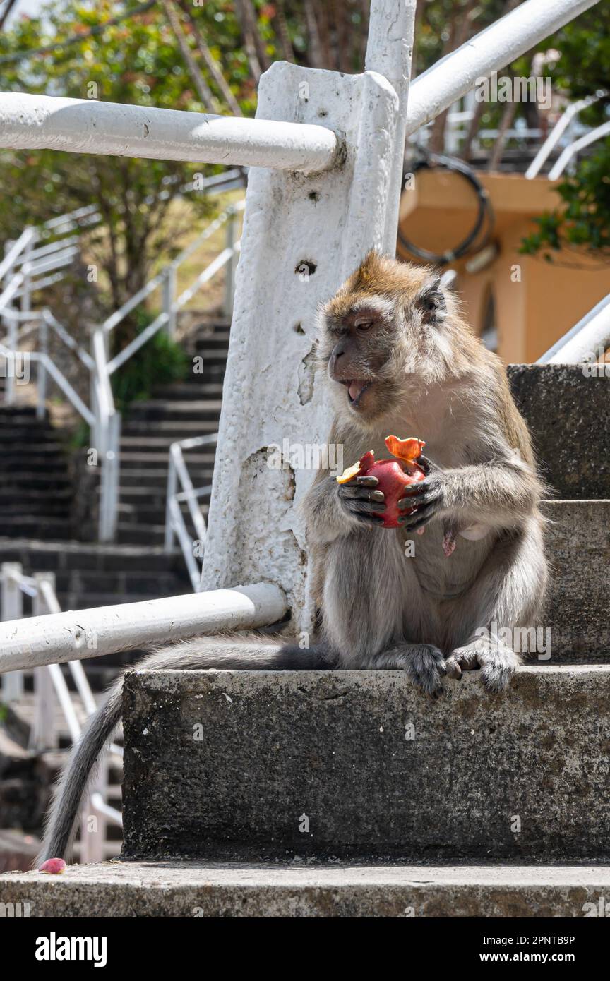 Wild monkey at Ganga Talao Temple, Grand Bassin, Black River Gorges ...