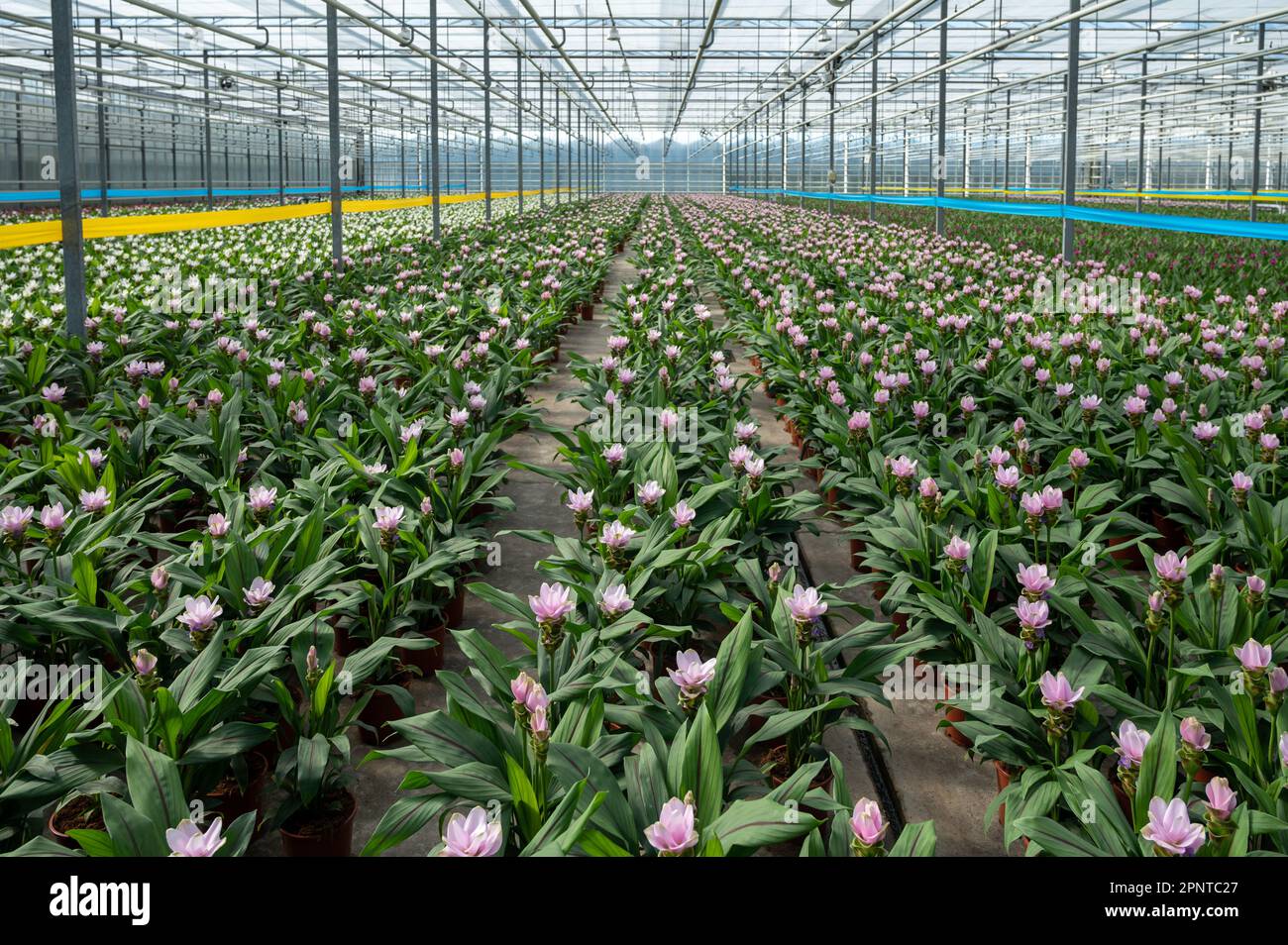 Turmeric, Curcuma longa flowering plant of ginger family, decorative or ...