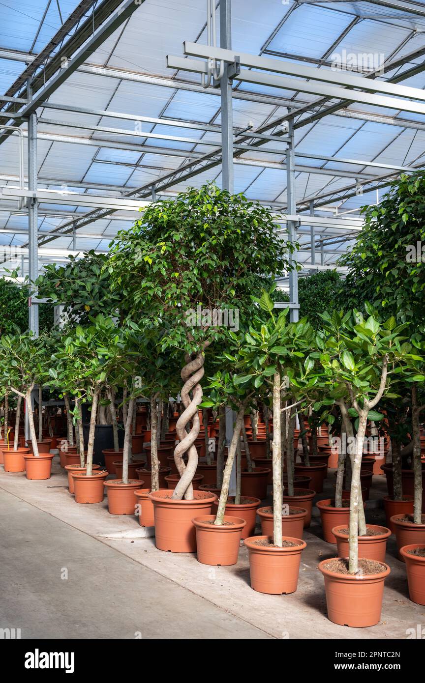 Cultivation of differenent green tropical and exotic indoor ficus ...