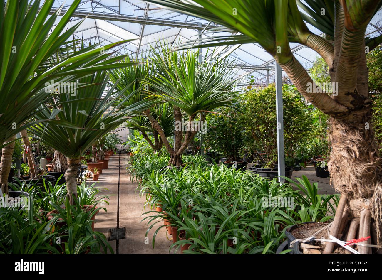 Cultivation of differenent green tropical and exotic indoor palms and ...