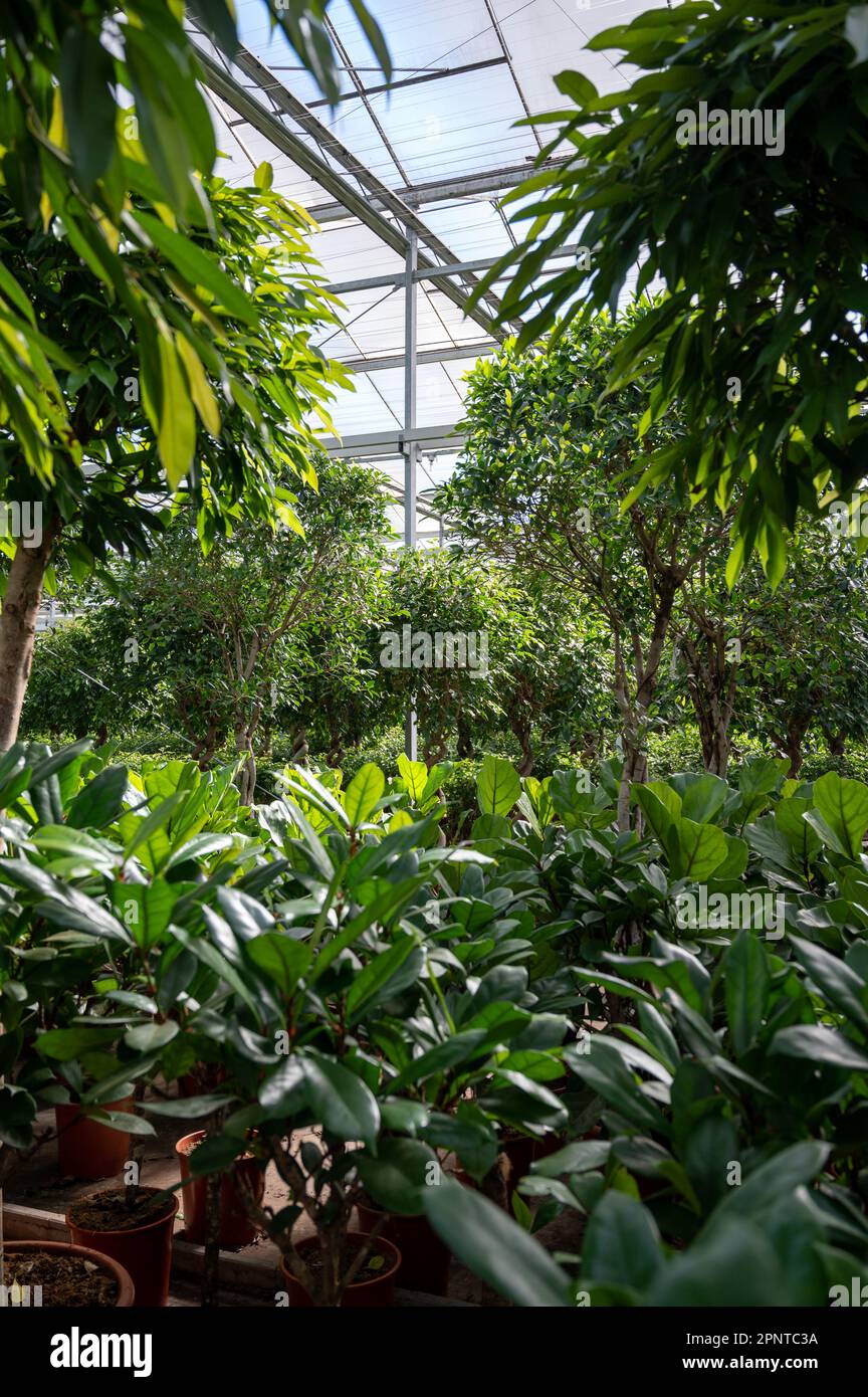 Cultivation of differenent green tropical and exotic indoor palms and ...
