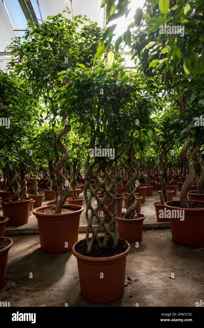 Cultivation of differenent green tropical and exotic indoor ficus ...