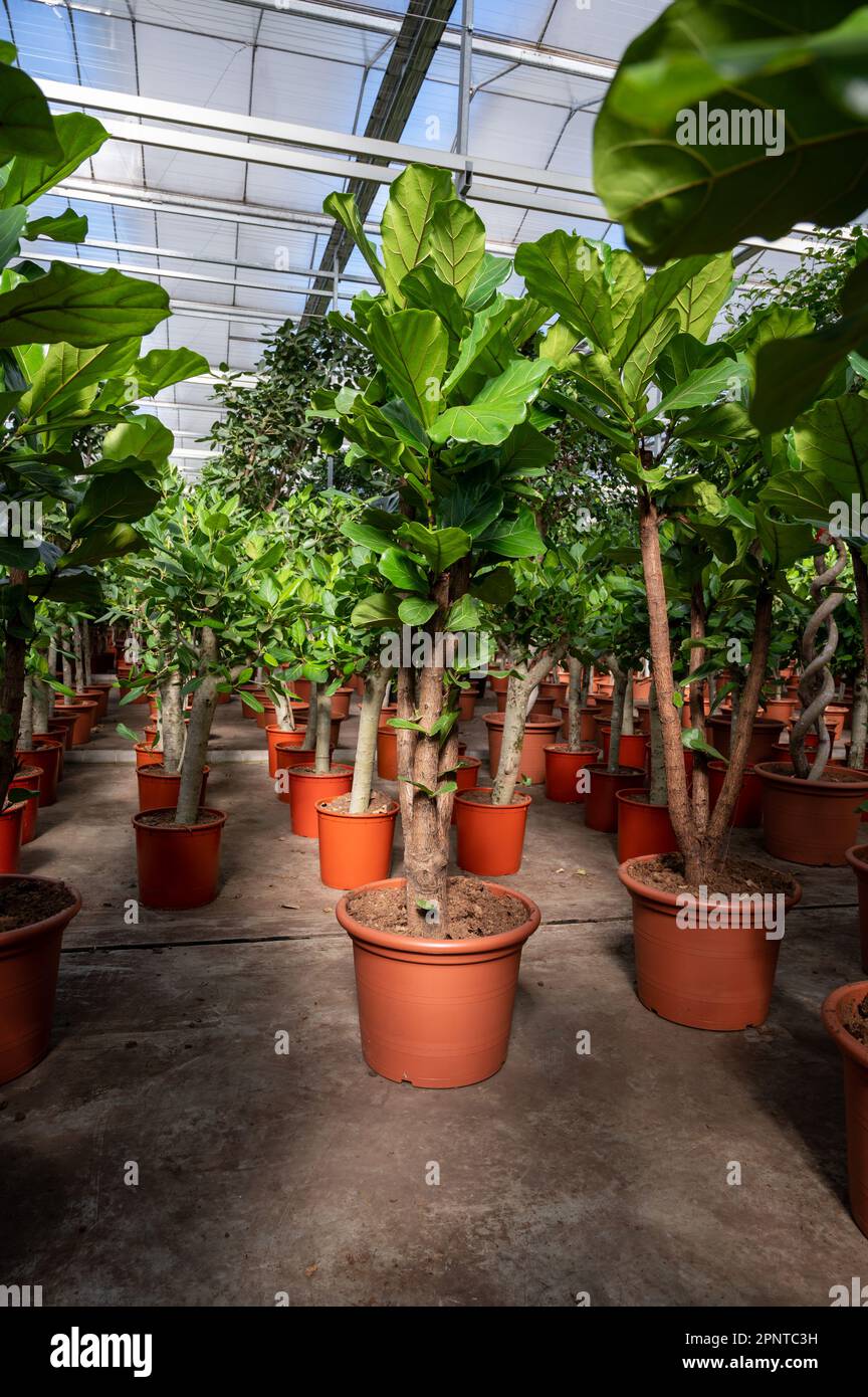 Cultivation of differenent green tropical and exotic indoor palms and ...