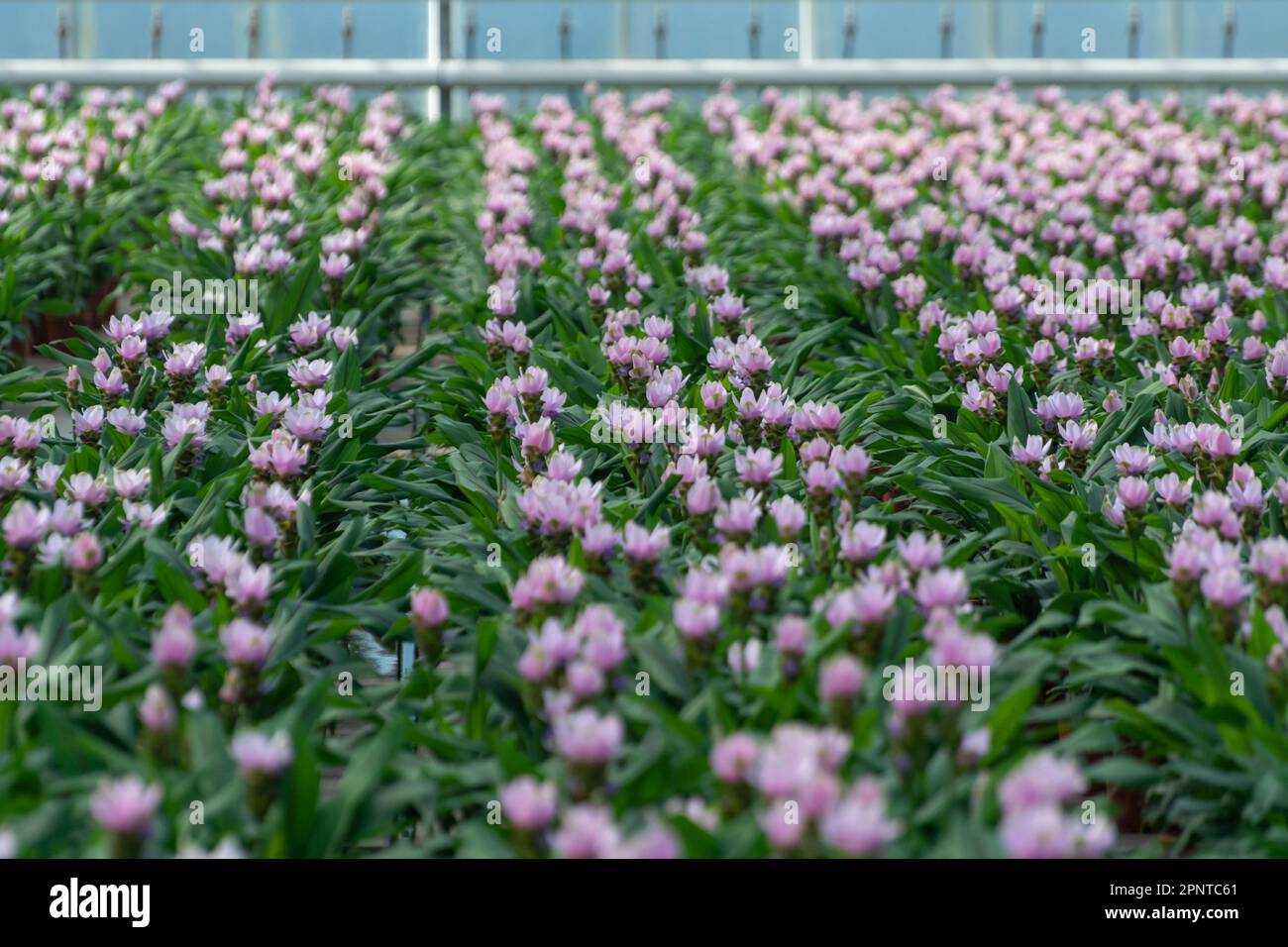 Turmeric, Curcuma longa flowering plant of ginger family, decorative or ...