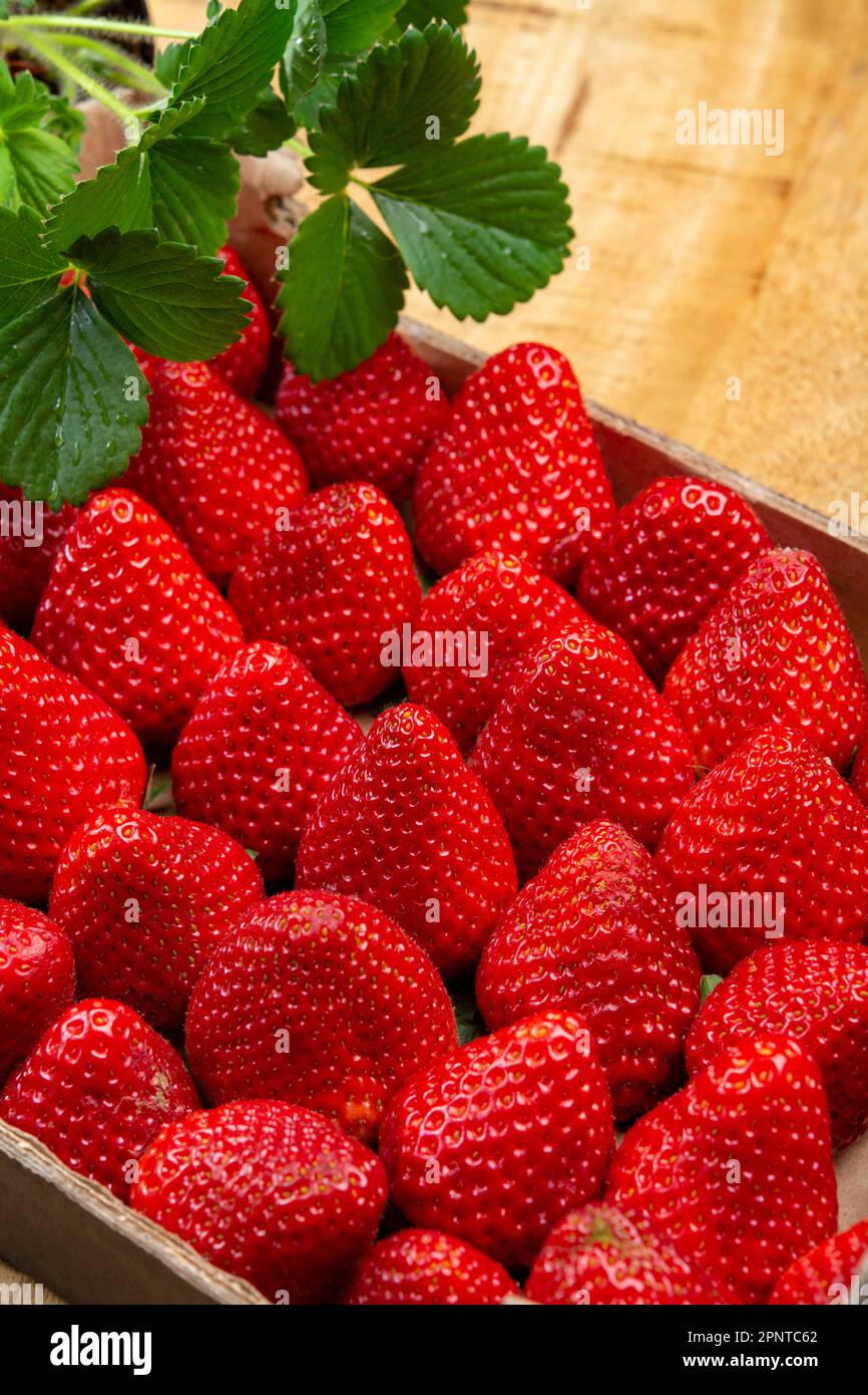 New harvest, 1 kilogram paper box of ripe red sweet Spanish strawberry ...