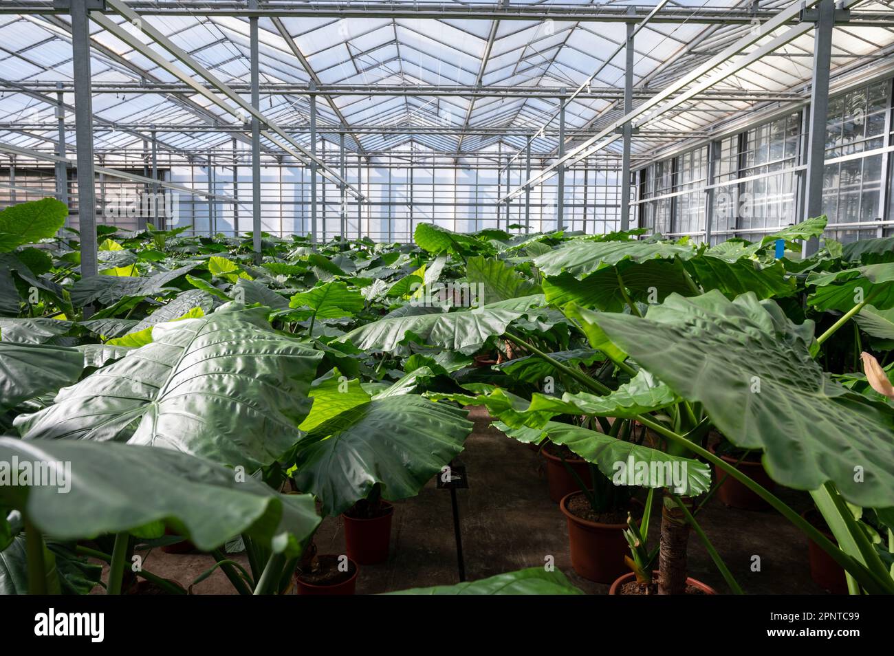 Cultivation of differenent green tropical and exotic indoor palms and ...