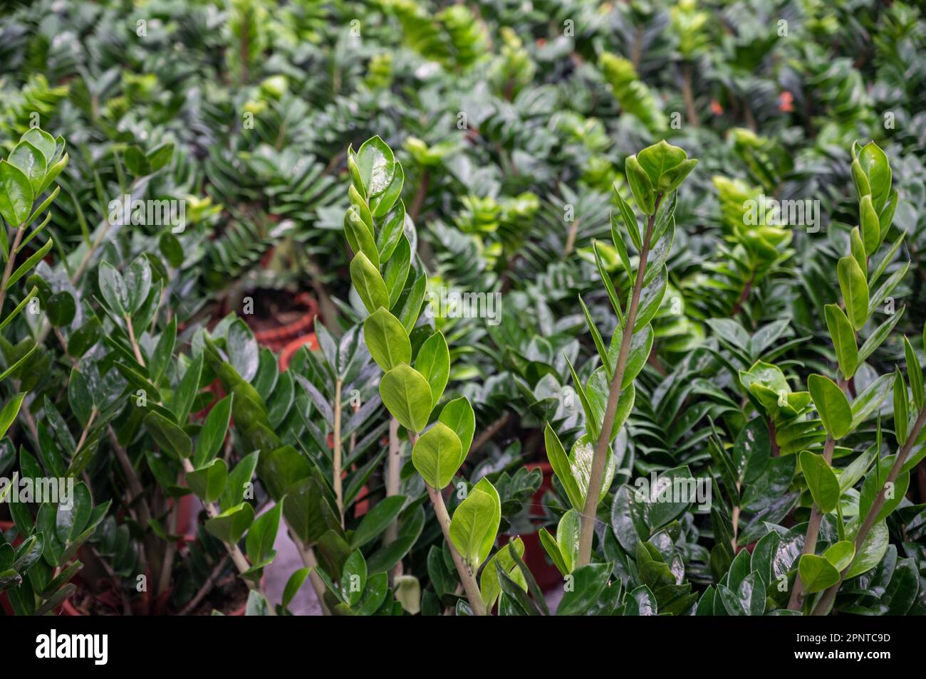 Cultivation of differenent green tropical and exotic indoor palms and ...