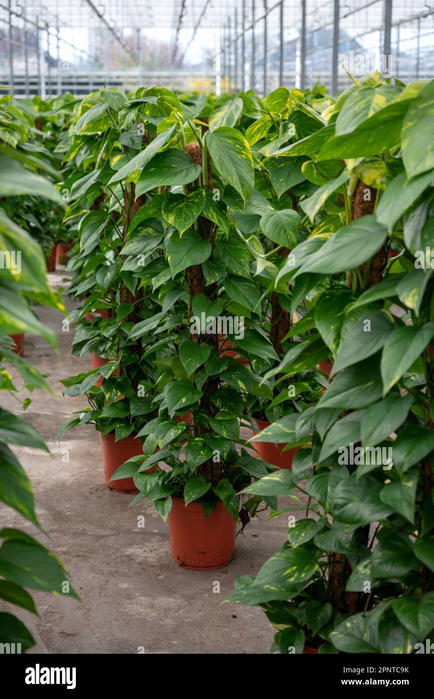 Cultivation of differenent green tropical and exotic indoor scindapsus ...