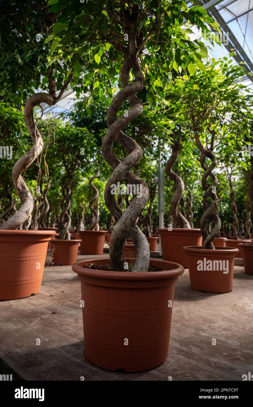 Cultivation of differenent green tropical and exotic indoor ficus ...