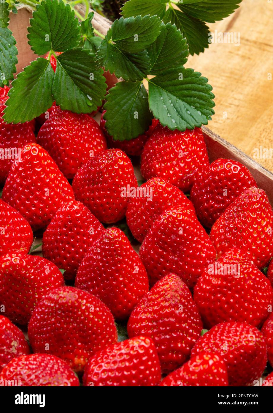 New harvest, 1 kilogram paper box of ripe red sweet Spanish strawberry ...