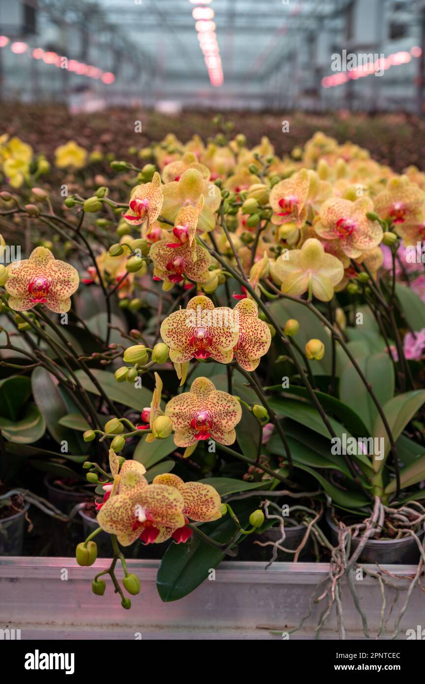 Cultivation of colorful tropical flowering plants orchid family ...