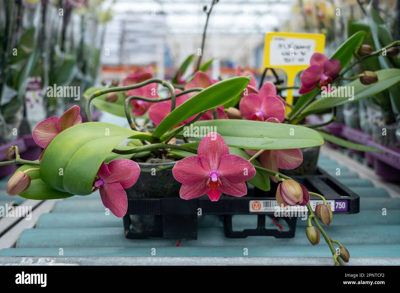 Cultivation of colorful tropical flowering plants orchid family ...
