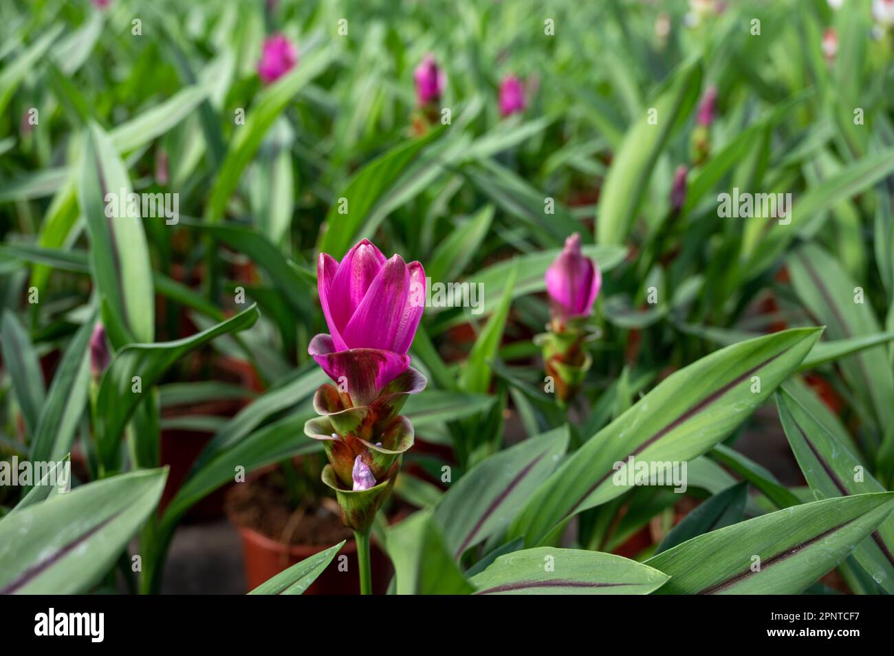 Turmeric, Curcuma longa flowering plant of ginger family, decorative or ...