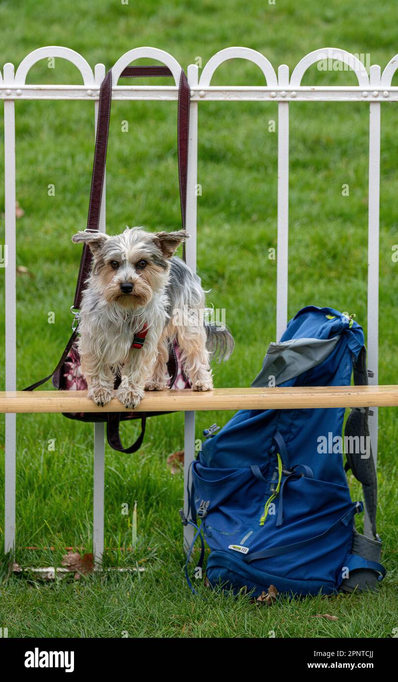 Dog In The Park, Berlin, Germany Stock Photo - Alamy