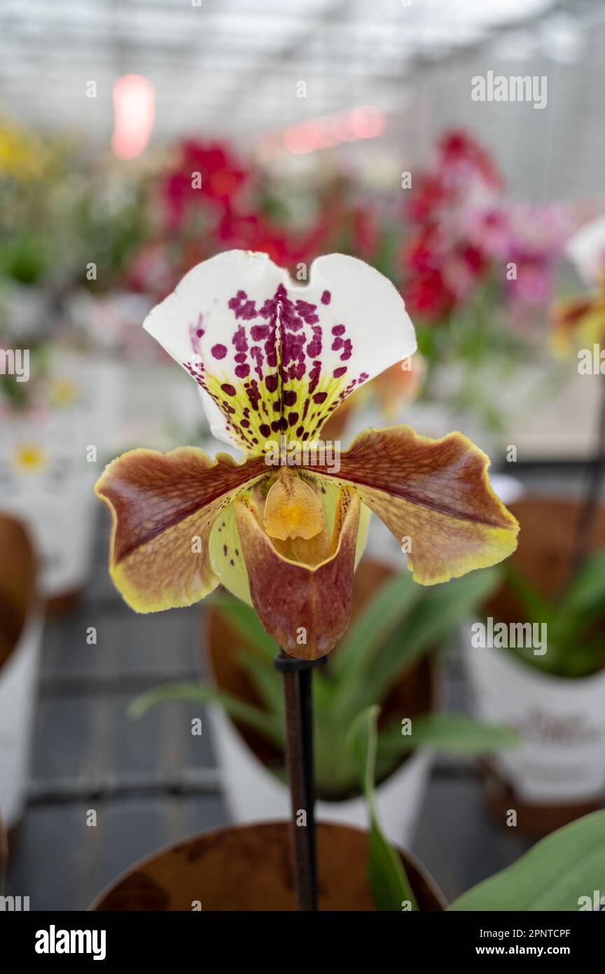 Cultivation of colorful tropical flowering plants orchid family ...