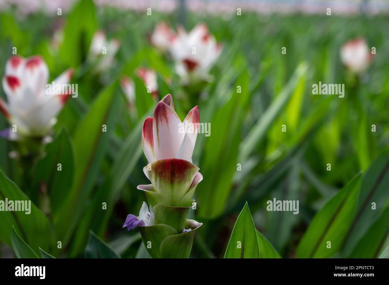 Turmeric, Curcuma longa flowering plant of ginger family, decorative or ...