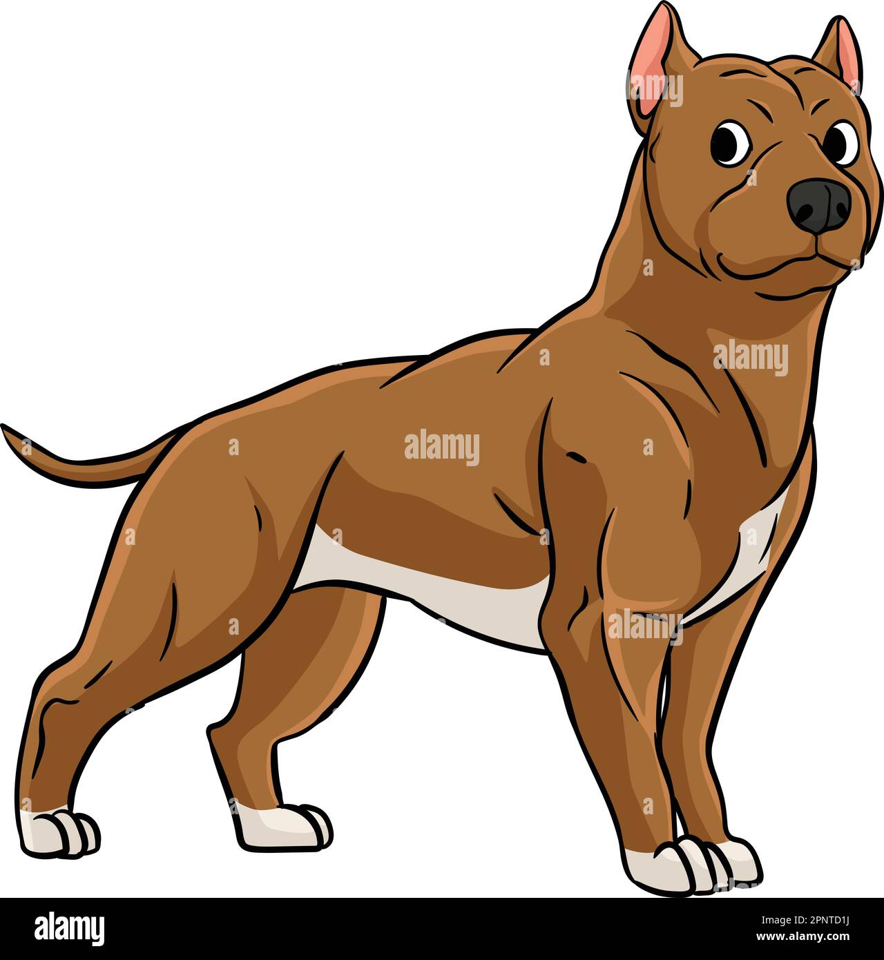 Pit Bull Cartoon Colored Clipart Illustration Stock Vector Image & Art ...