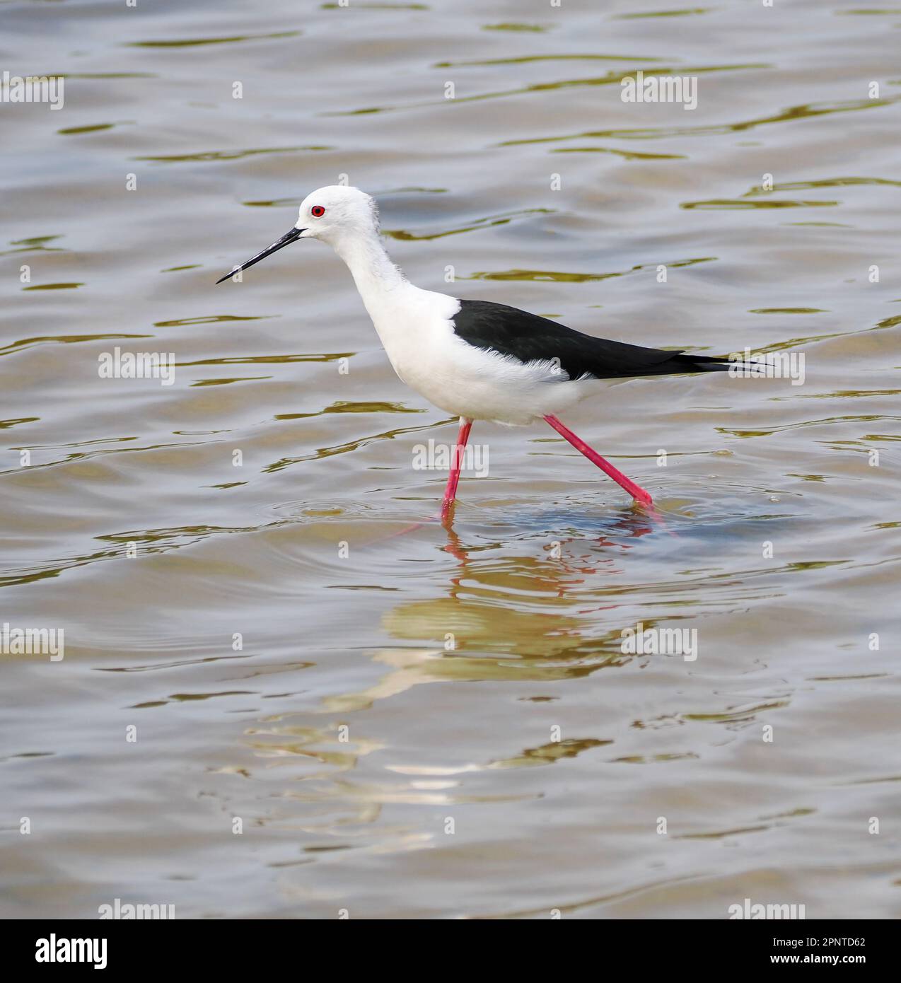 Black-winged Stilt Himantopus himantopus in a wetland pool in the Parc ...