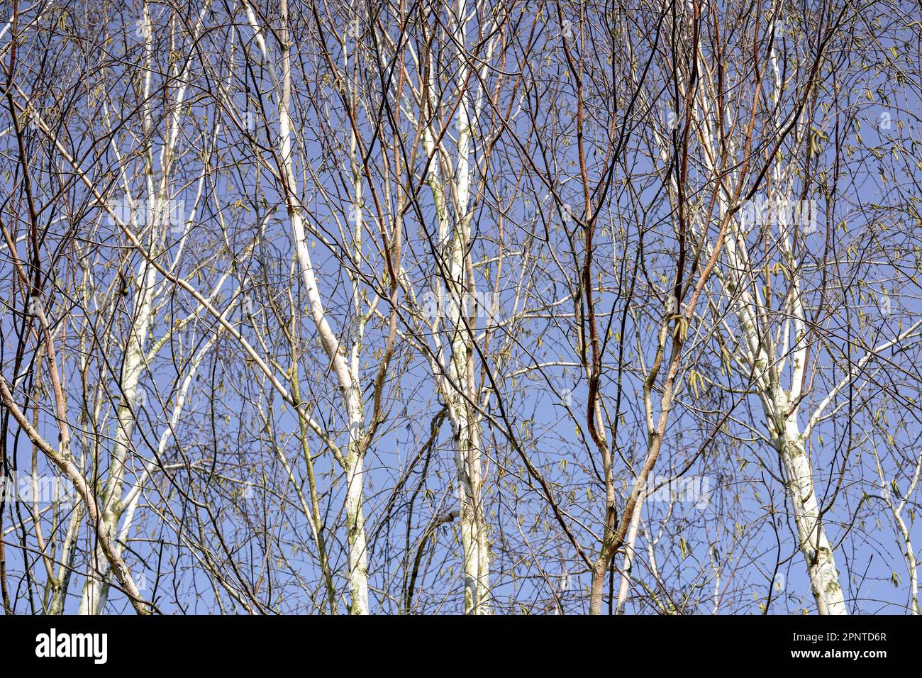 Tangled trees with blue sky hi-res stock photography and images - Alamy