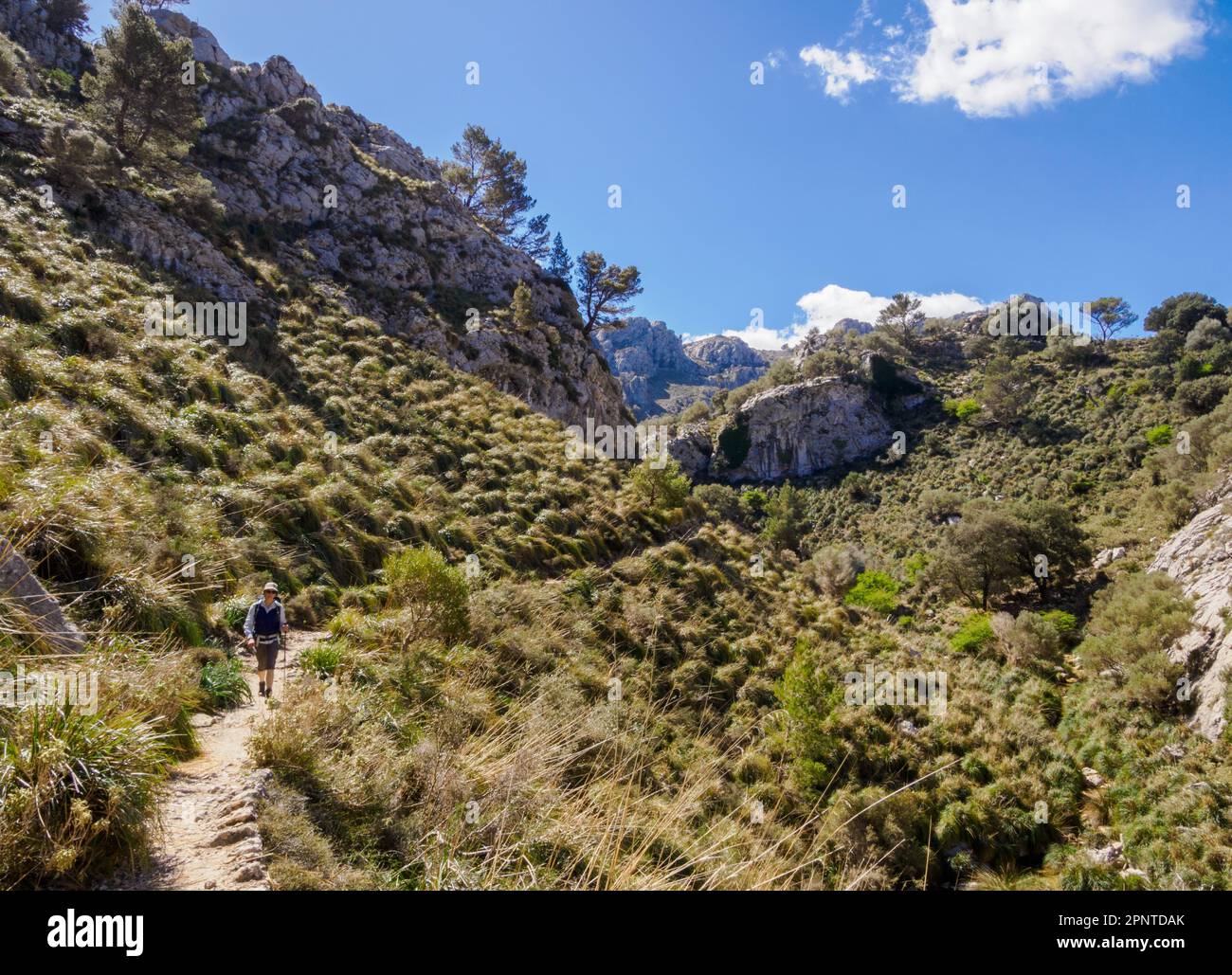 Walker at the head of the Barranc de Biniaraix a deep gorge on the GR ...