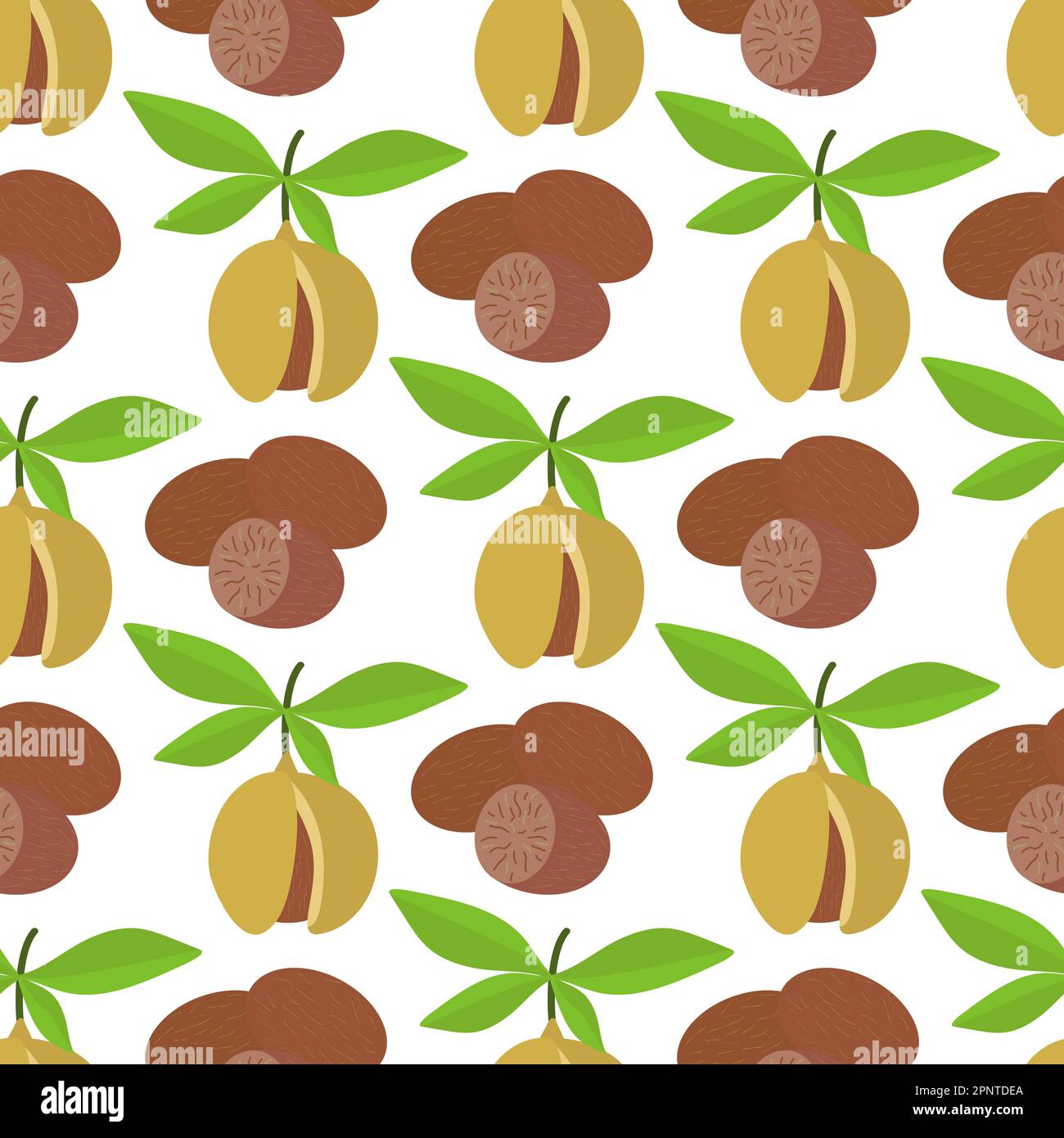 Tree of nutmeg Stock Vector Images - Alamy