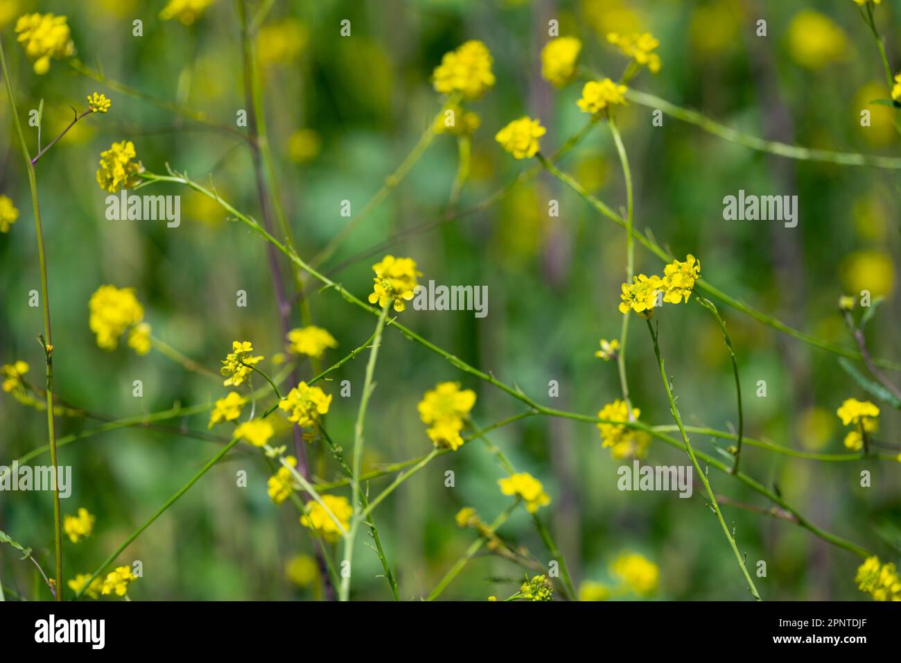 Culver City, California, USA. 19th Apr, 2023. Superbloom fields of ...