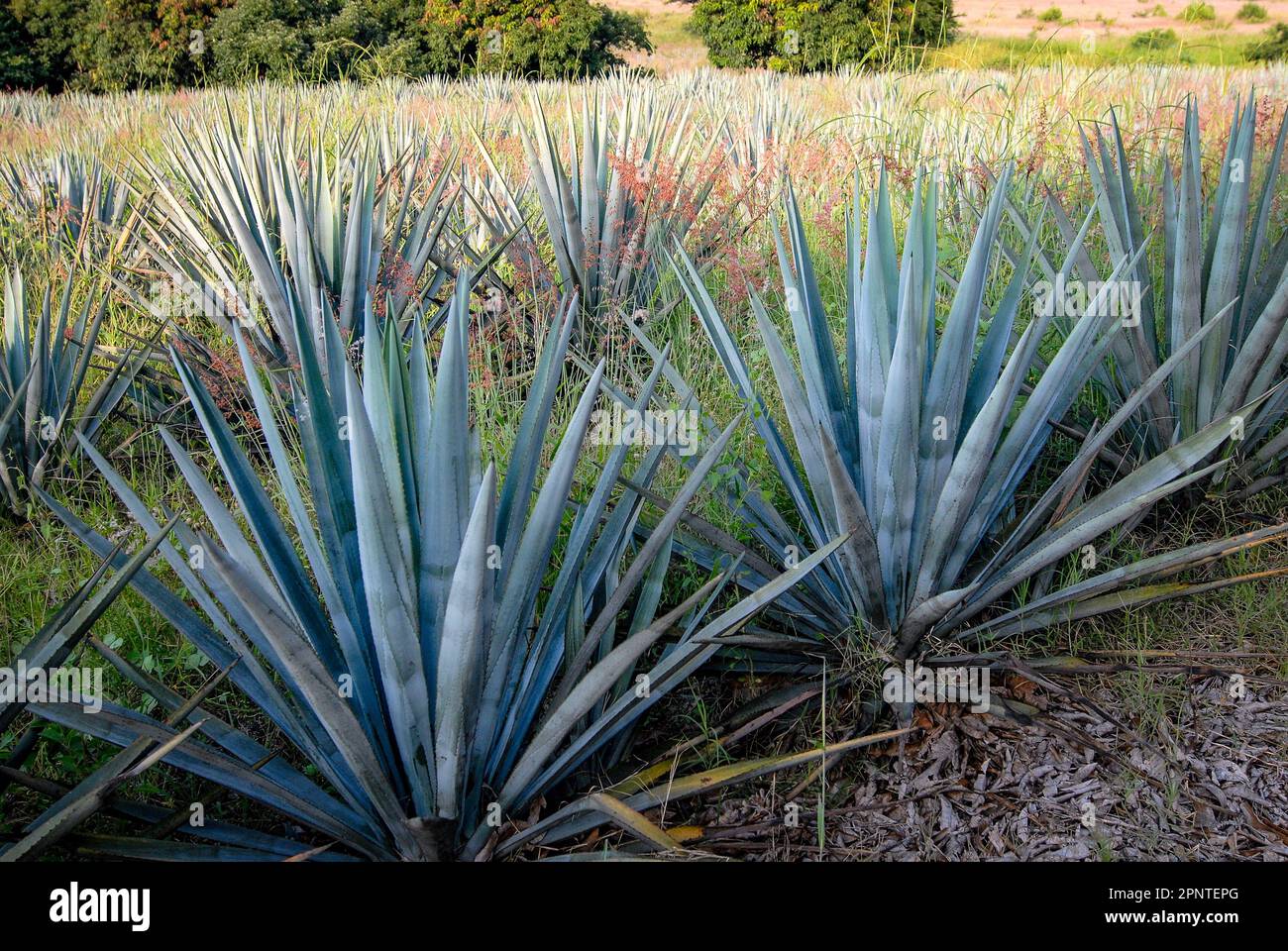 Agave (Agave americana) is a Drought-tolerant plant with Succulent ...