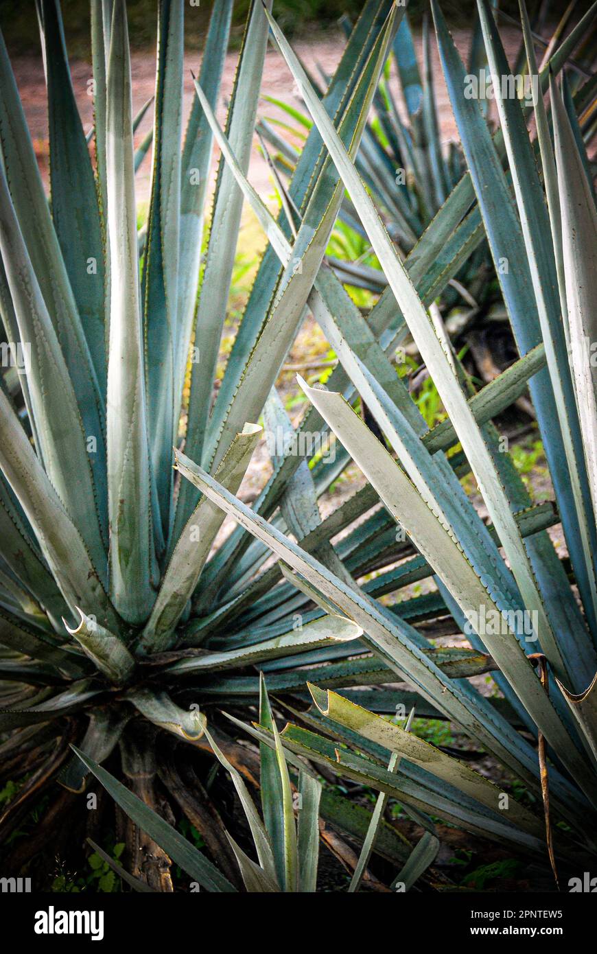 Monoctos hi-res stock photography and images - Alamy