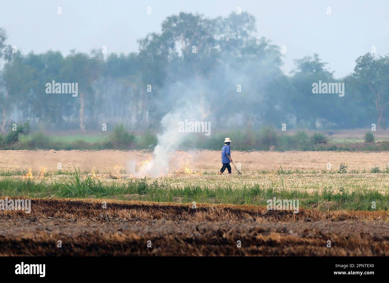 A Thai farmer burns a paddy field in preparation for the next planting ...
