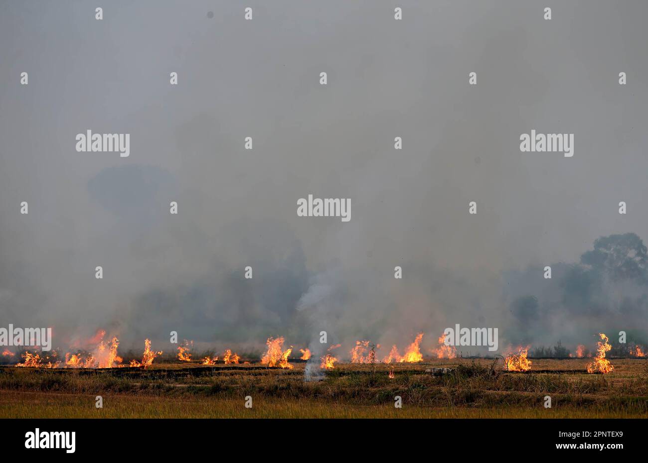 A Thai farmer burns a paddy field in preparation for the next planting ...