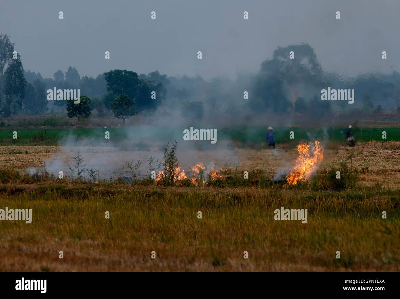 A Thai farmer burns a paddy field in preparation for the next planting ...