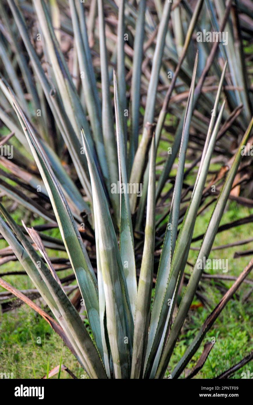 Agave (Agave americana) is a Drought-tolerant plant with Succulent ...