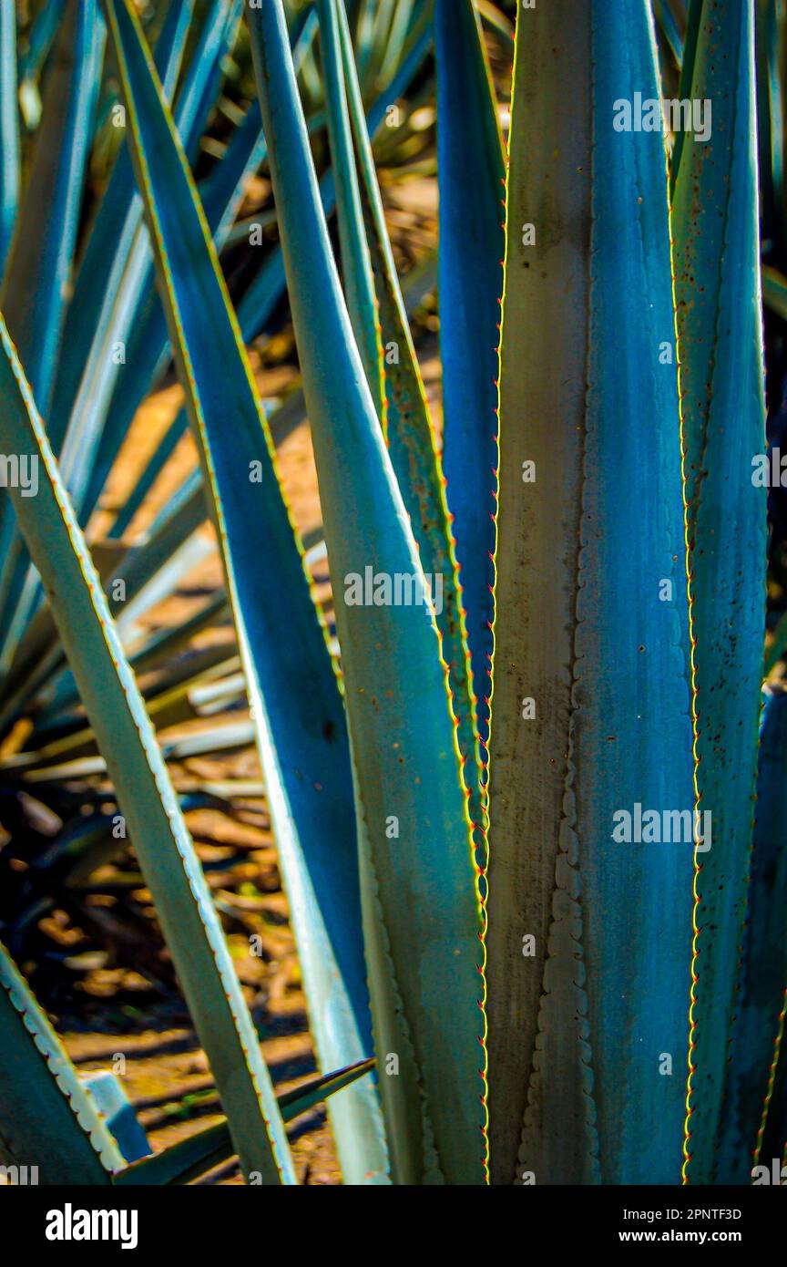 Agave (Agave americana) is a Drought-tolerant plant with Succulent ...