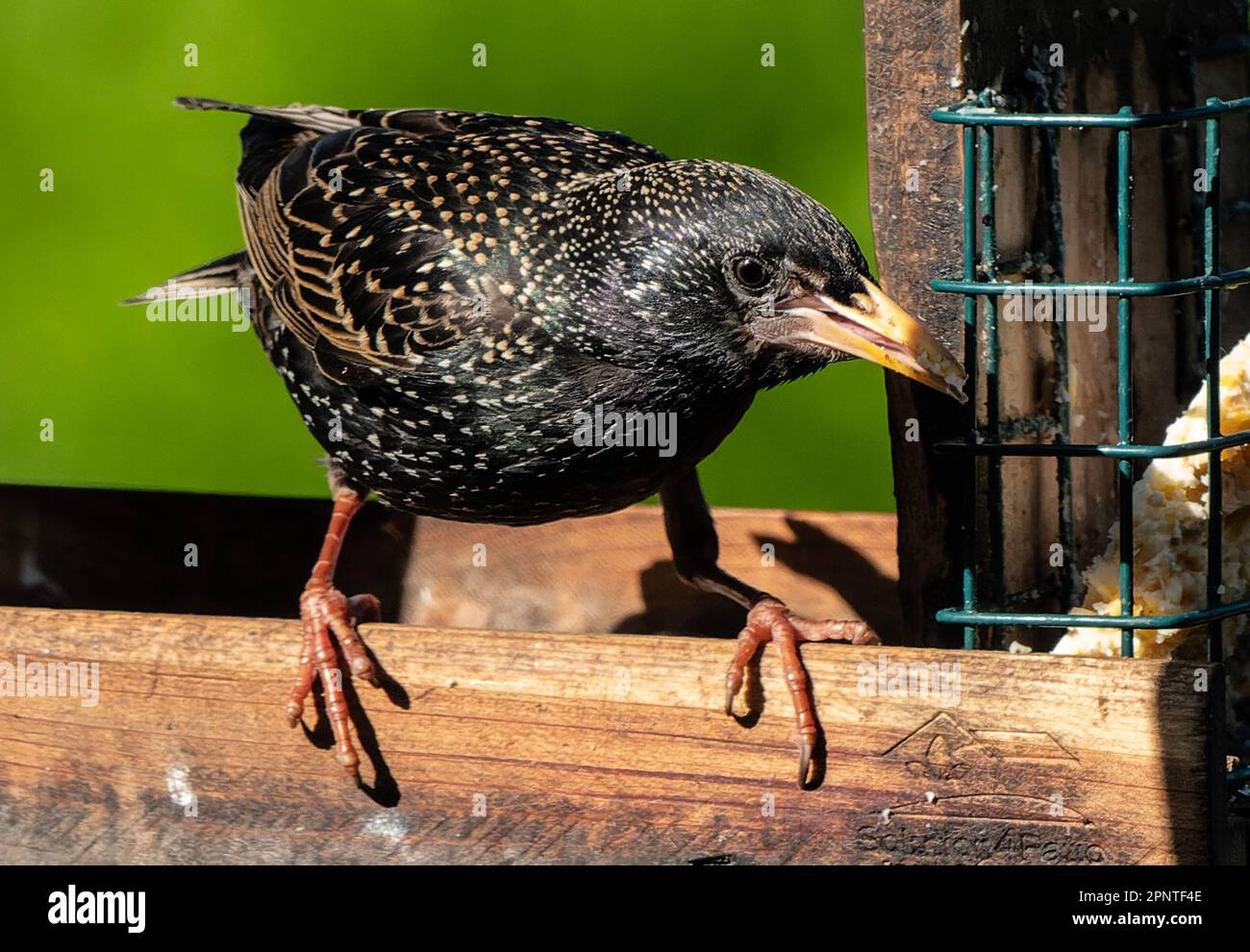 Female Starling on the bird feeder Stock Photo - Alamy
