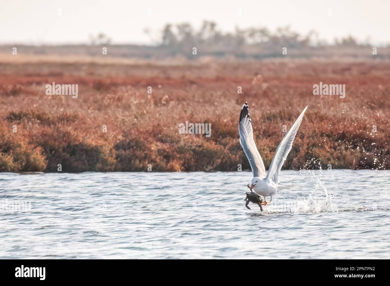Seagull with a blue crab flying on Delta Evros National park, Greece ...