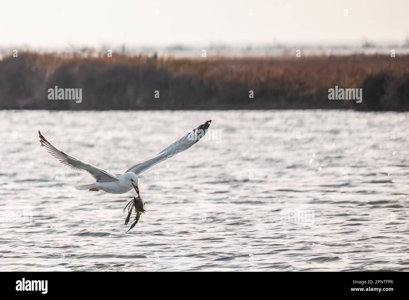 Seagull with a blue crab flying on Delta Evros National park, Greece ...