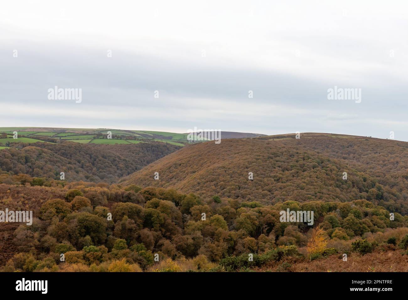 Landscape photo of the autumn colours at Horner woods in Exmoor ...