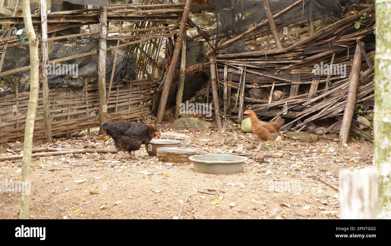 Two brown poultry birds are standing in front of a rural building ...