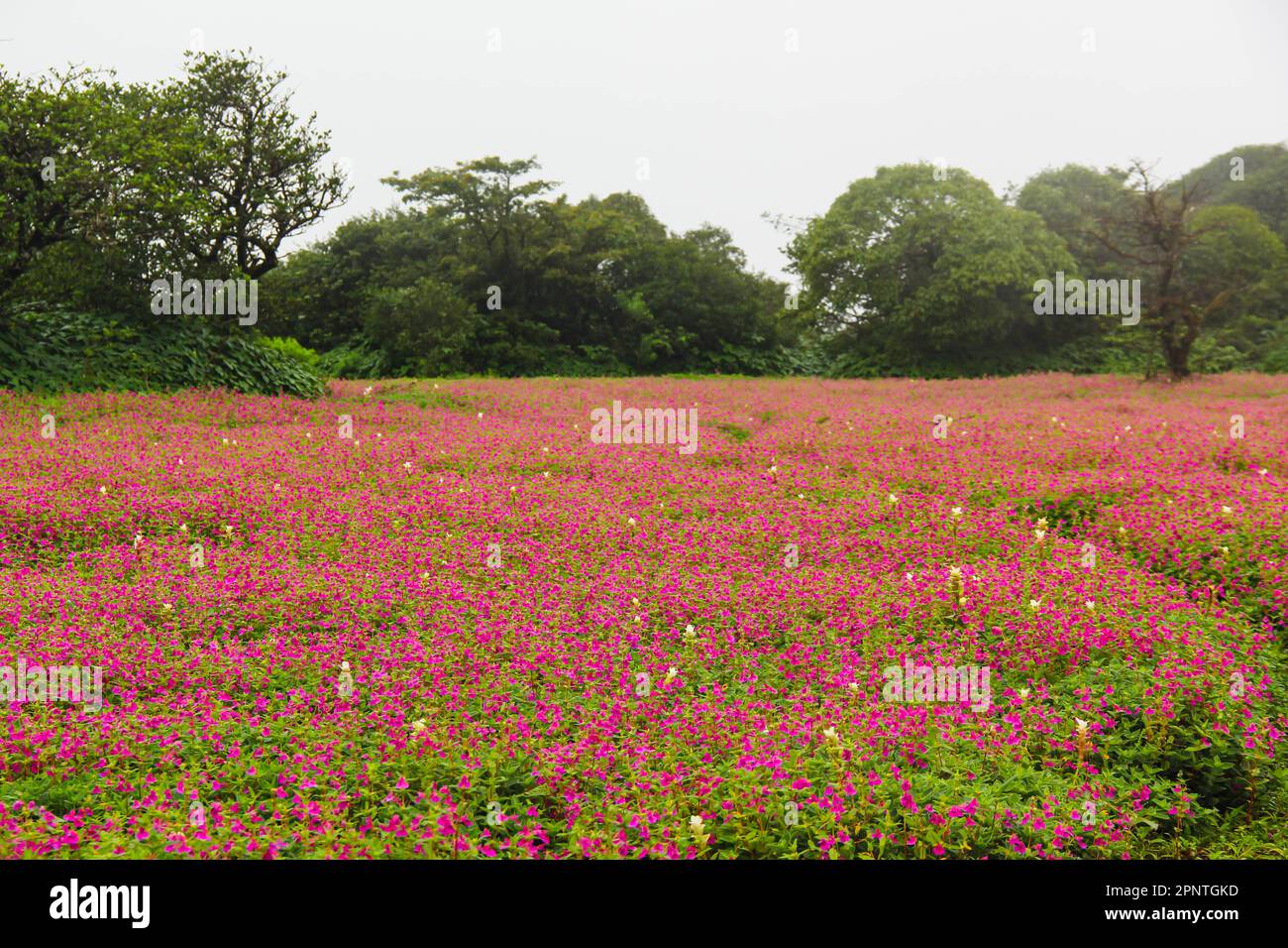 Pink flowers field hi-res stock photography and images - Alamy