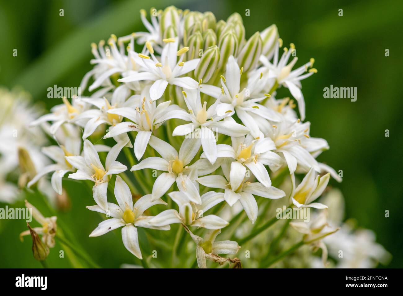 Suill hi-res stock photography and images - Alamy