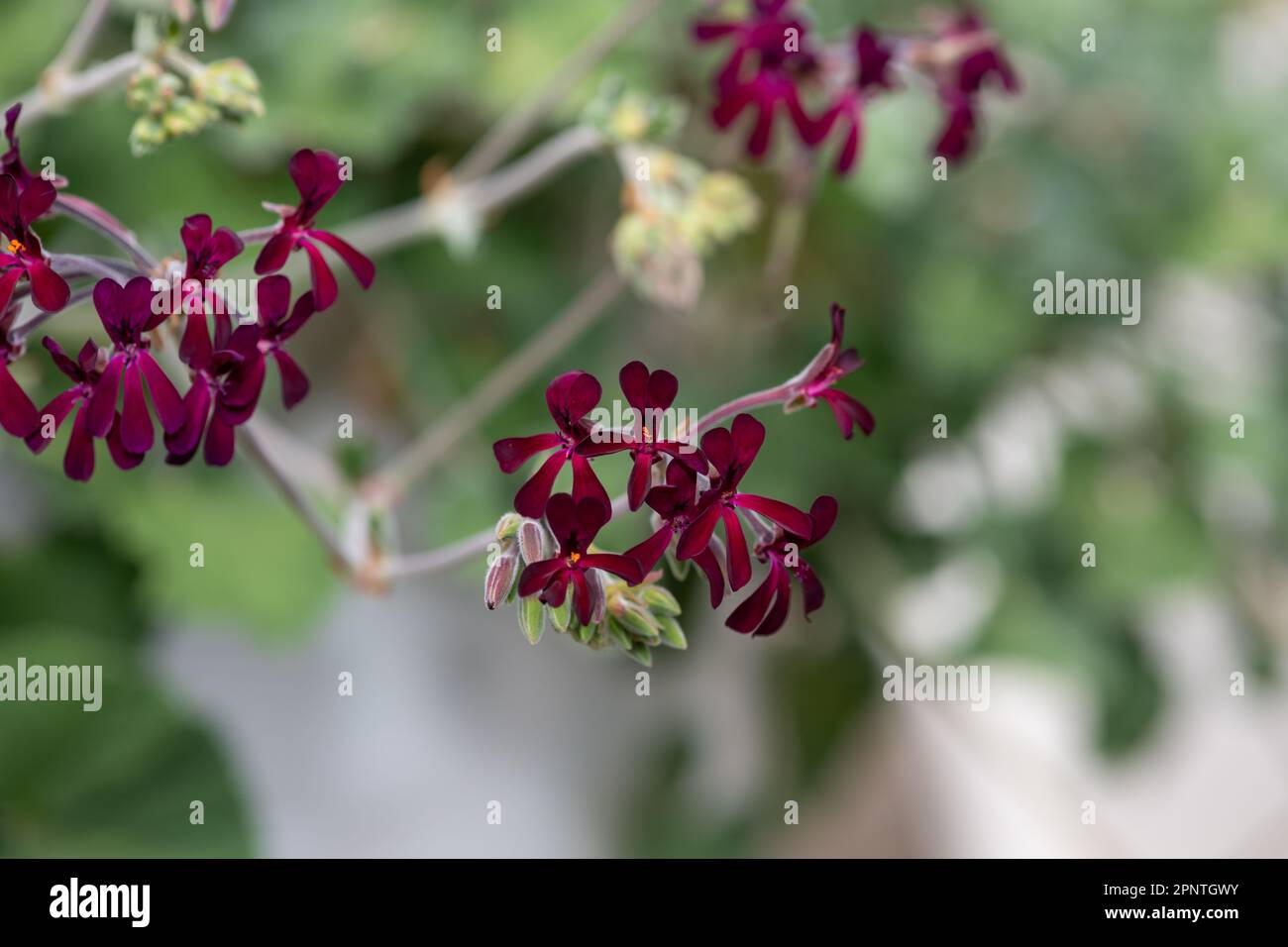 Close up of south African geraniums (pelargonium sidoides) in bloom ...