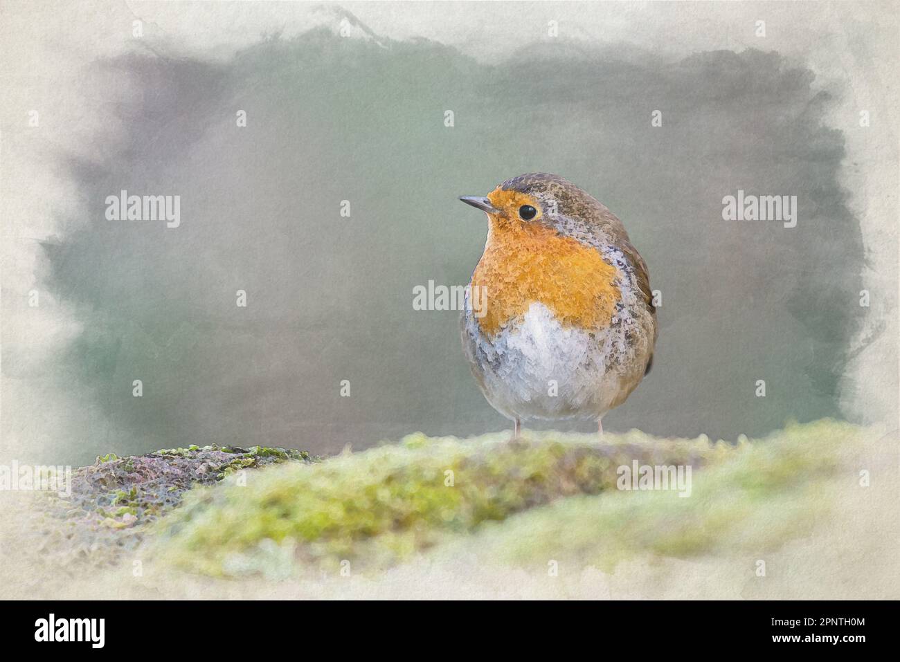 A digital watercolour painting of a European Robin redbreast, Erithacus ...