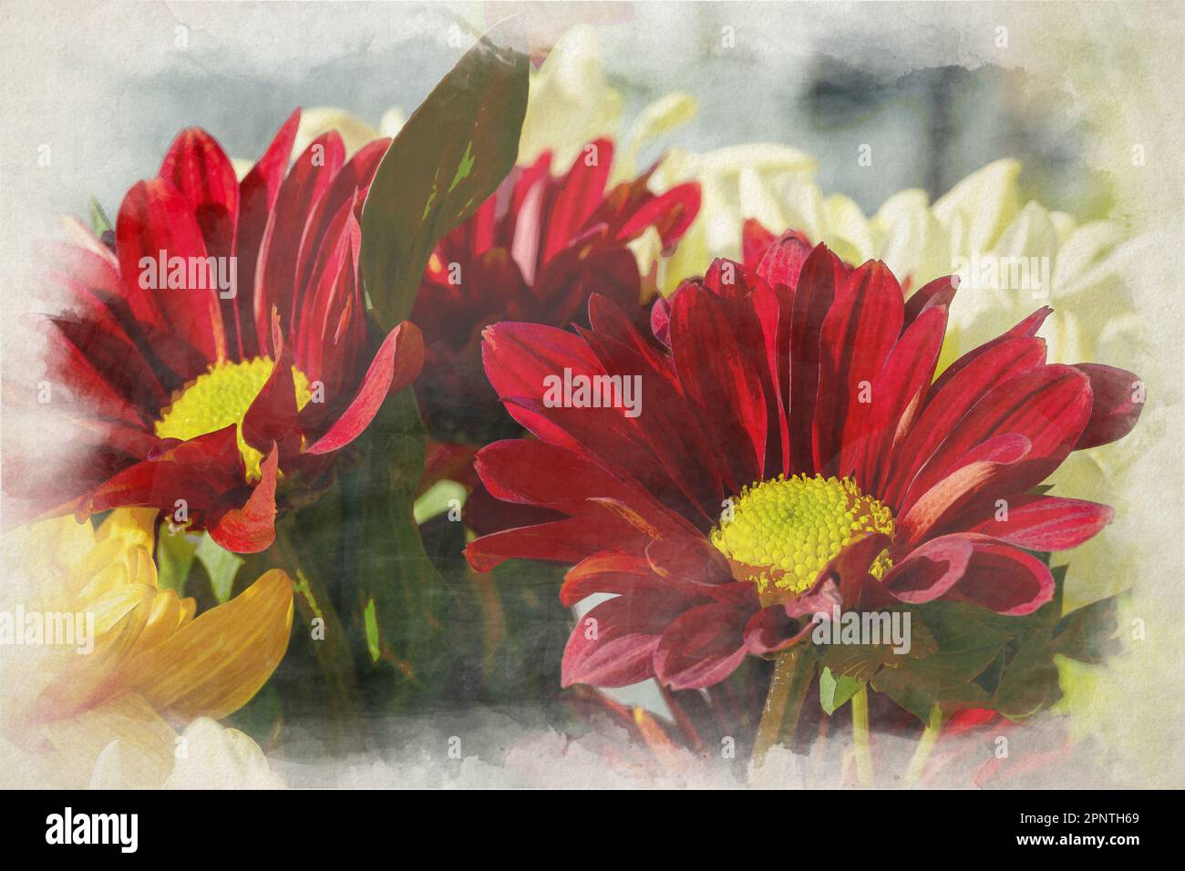A digital watercolour painting of a red Gerbera flower in bloom in a ...
